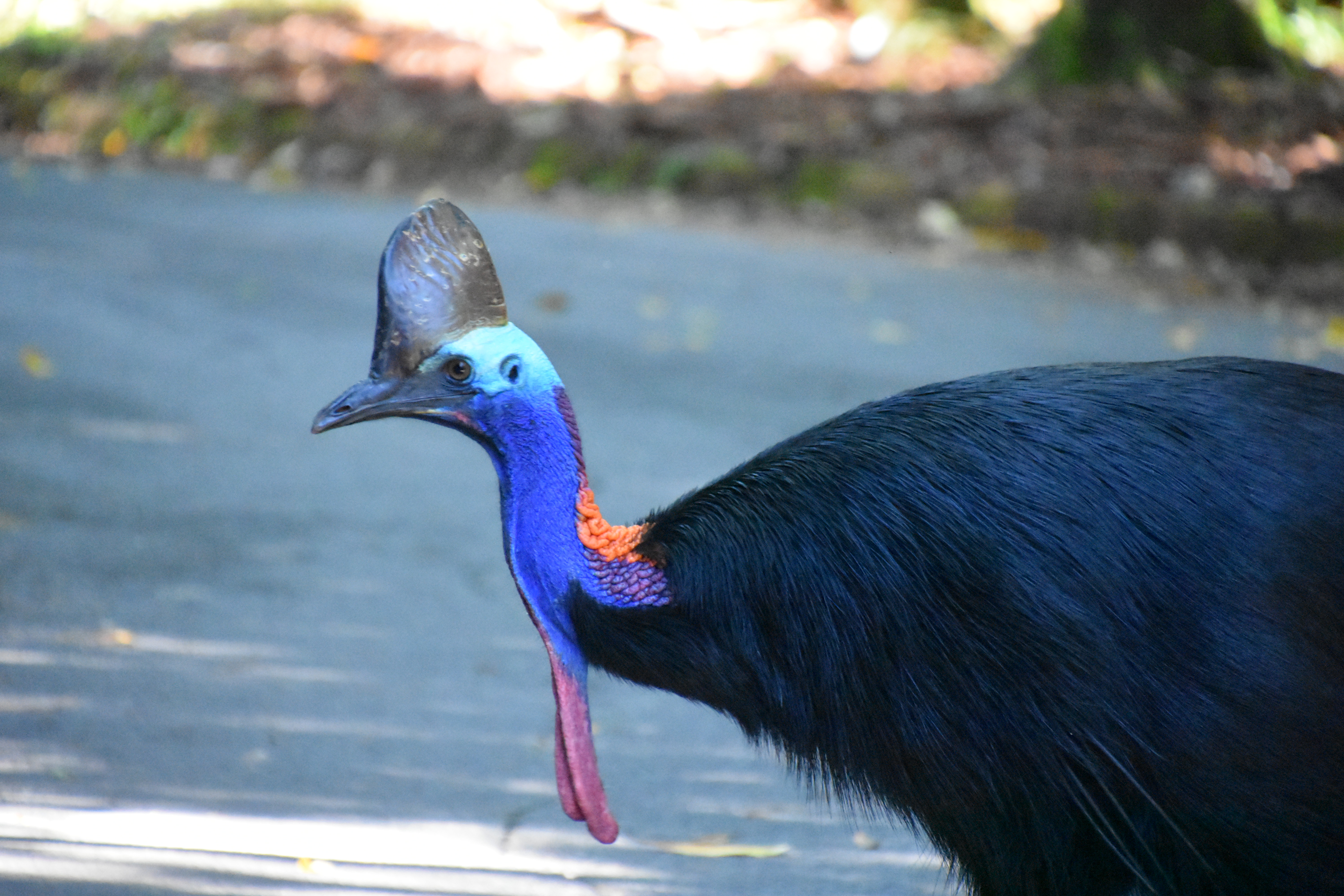 Cassowary Attack Gif