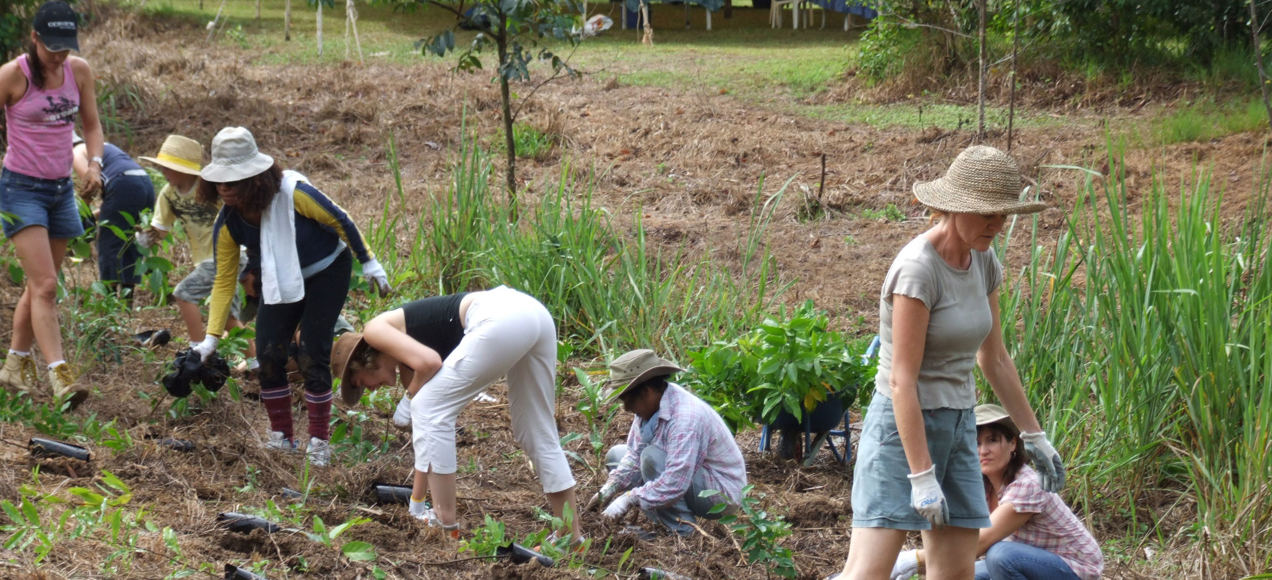 Rainforest Rescue News - Helping Hands Needed to Plant 1,000 Trees