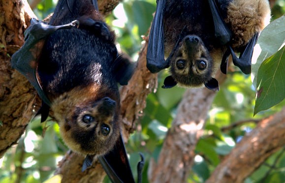 Critter Corner - Spectacled Flying Fox - Rainforest Rescue News