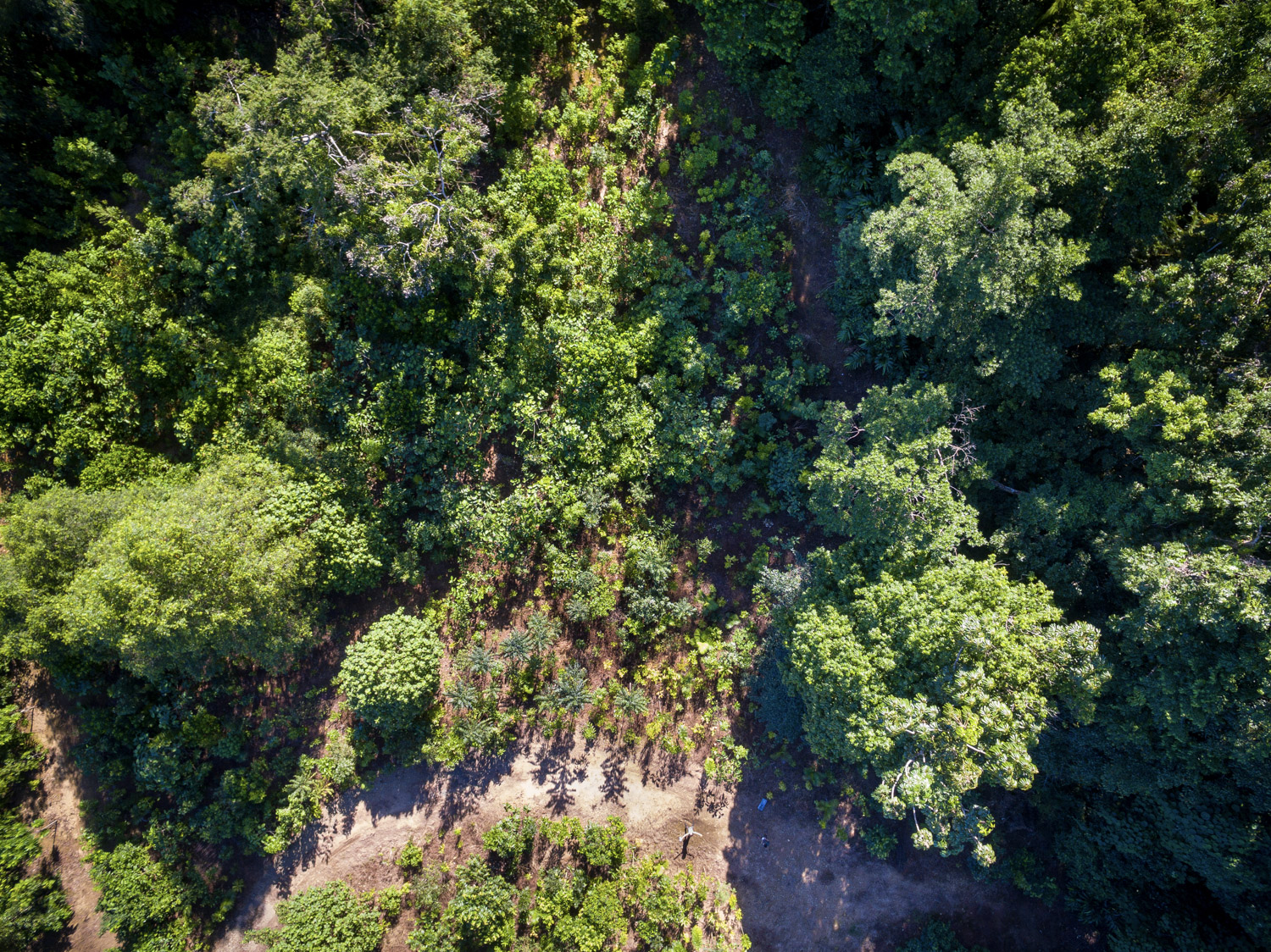 Rainforest Rescue News - ABC Features Rainforest Rescue Lot 46 ...