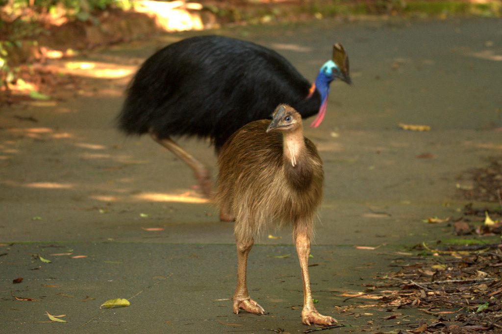 Cassowary