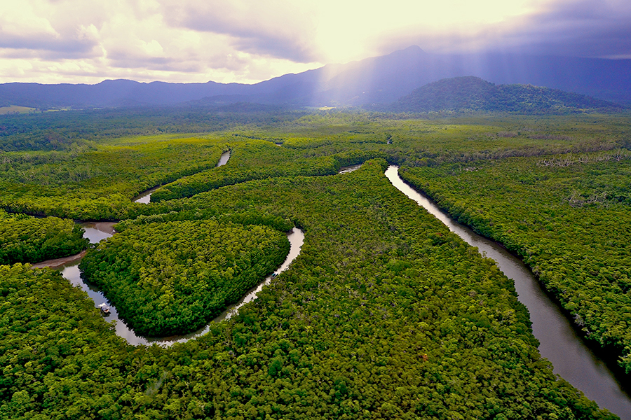 Rainforest Rescue News - Daintree River Revegetation Project