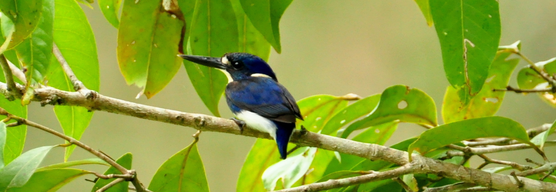 Critter Corner - The Azure Kingfisher - Rainforest Rescue News