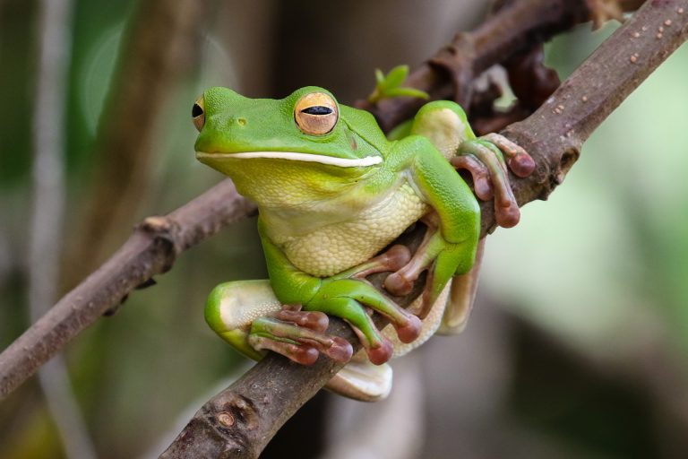Critter Corner - White-lipped tree frog - Rainforest Rescue News