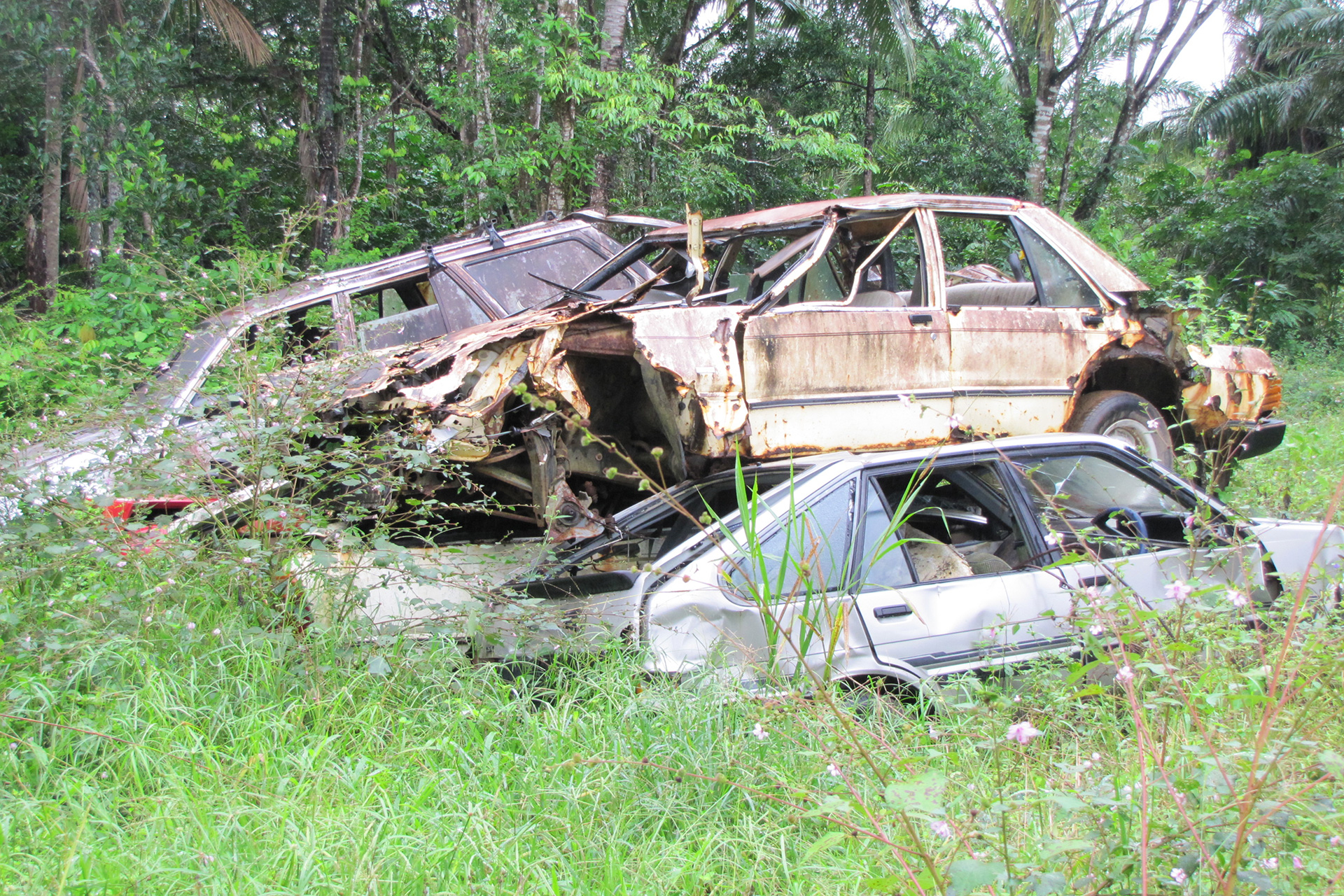 Rainforest Rescue News - Clearing the Way for Reforestation