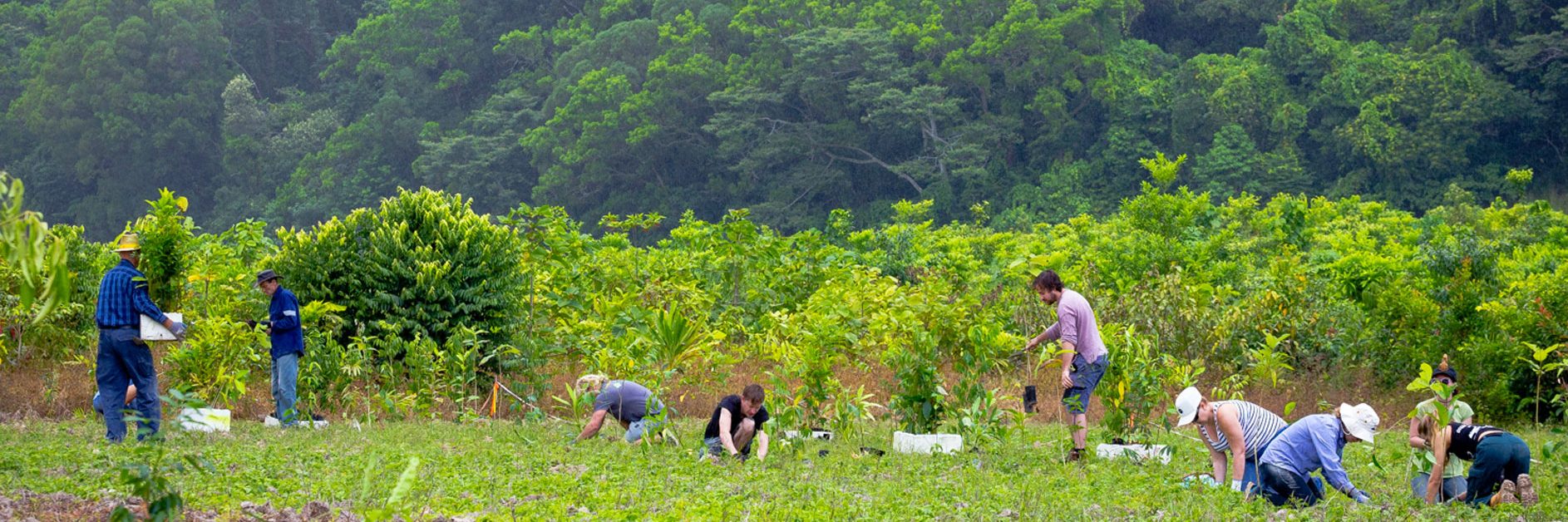 Rainforest Rescue News - 2021 Tree Planting Day