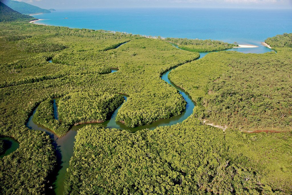 What You Should Know About The Daintree | Rainforest Rescue