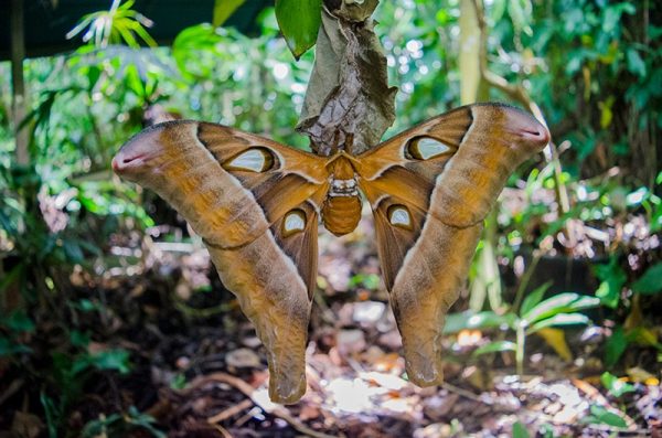 Critter Corner - Hercules Moth - Rainforest Rescue News