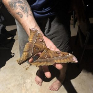 Critter Corner - Hercules Moth - Rainforest Rescue News