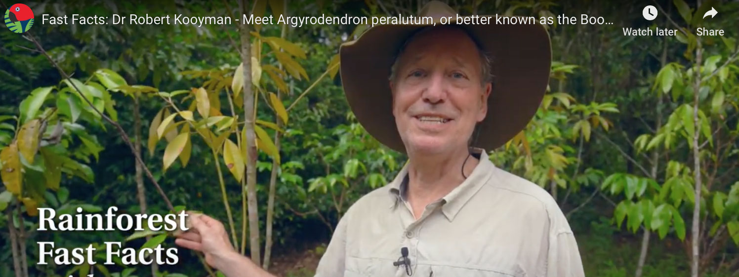 Rainforest Rescue News - Booyong Tree with Dr. Robert Kooyman
