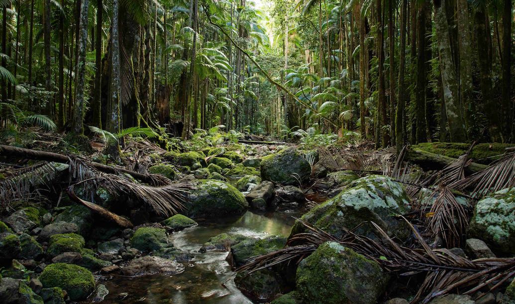 Rainforest Rescue News - Big Scrub Rainforest Day 2020