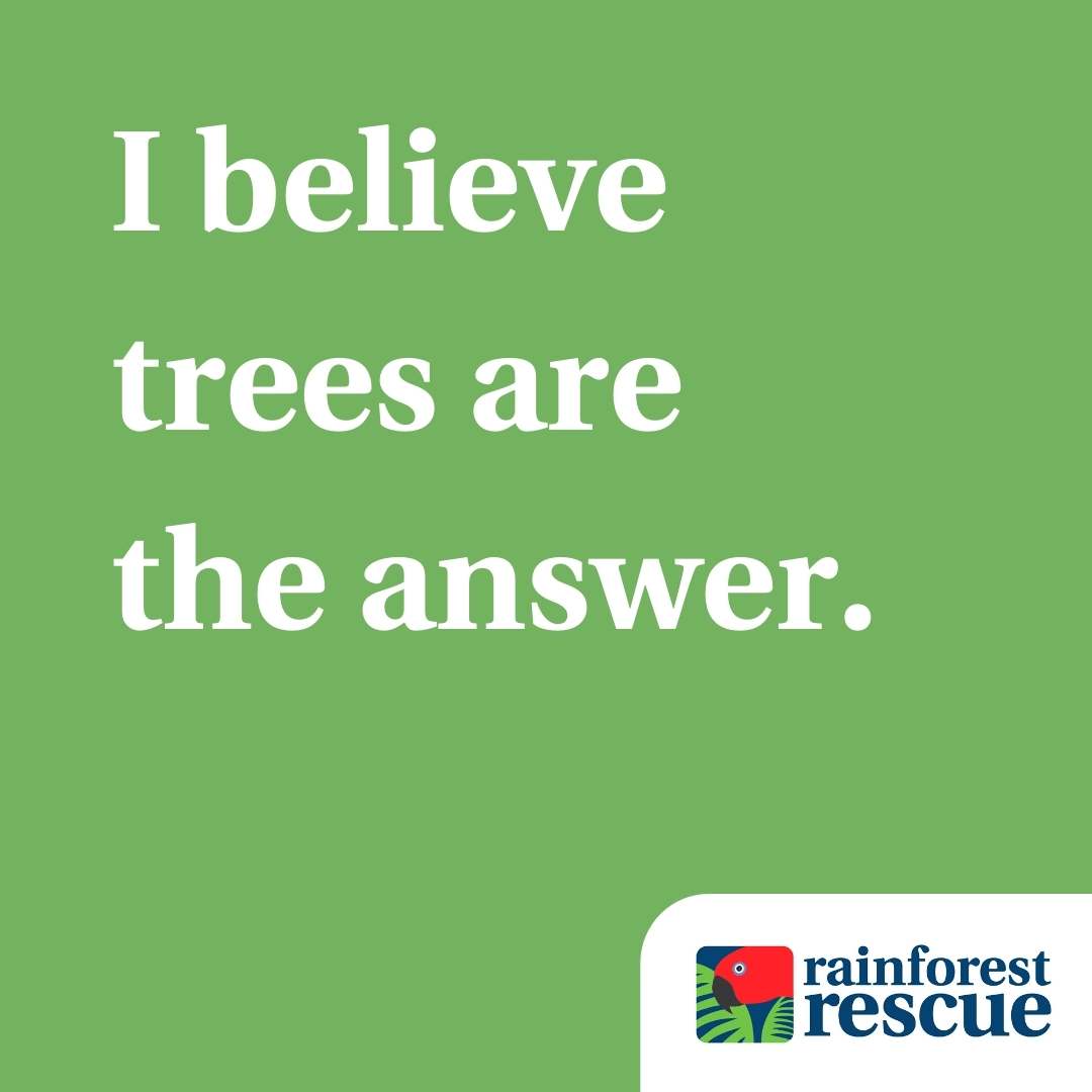 Rainforest Rescue - Trees are the Answer - Converse City Forests