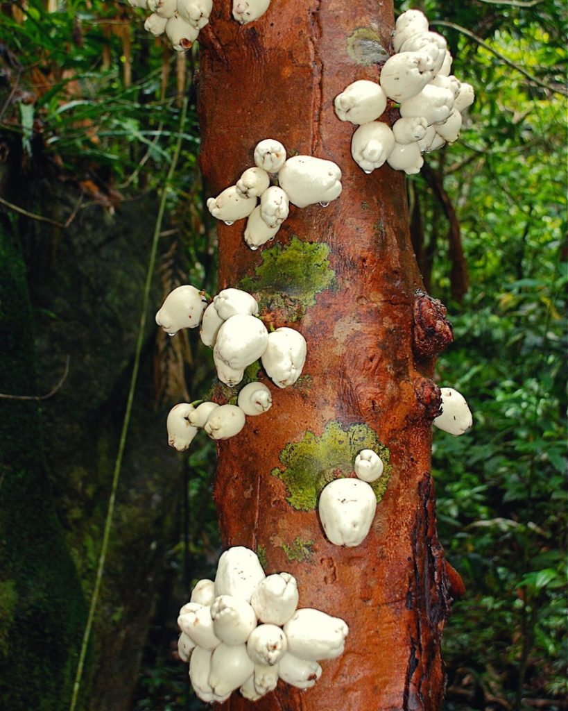 Forest Flora - Daintree Satinash - Rainforest Rescue News