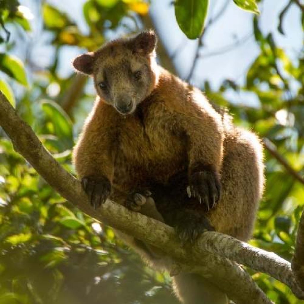 Critter Corner - Tree Kangaroos - Rainforest Rescue News
