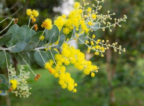 Rainforest Rescue - Together we can Protect Rainforests Forever