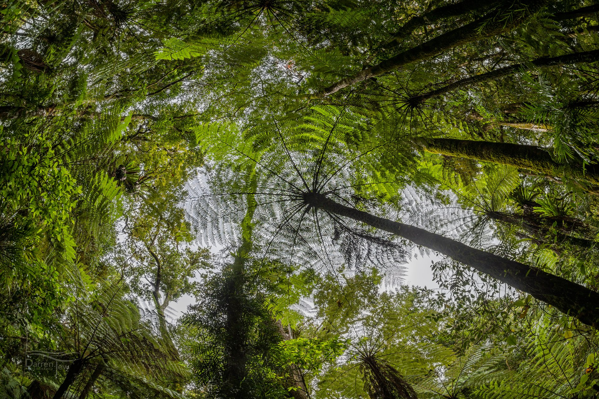 Rainforest Photography