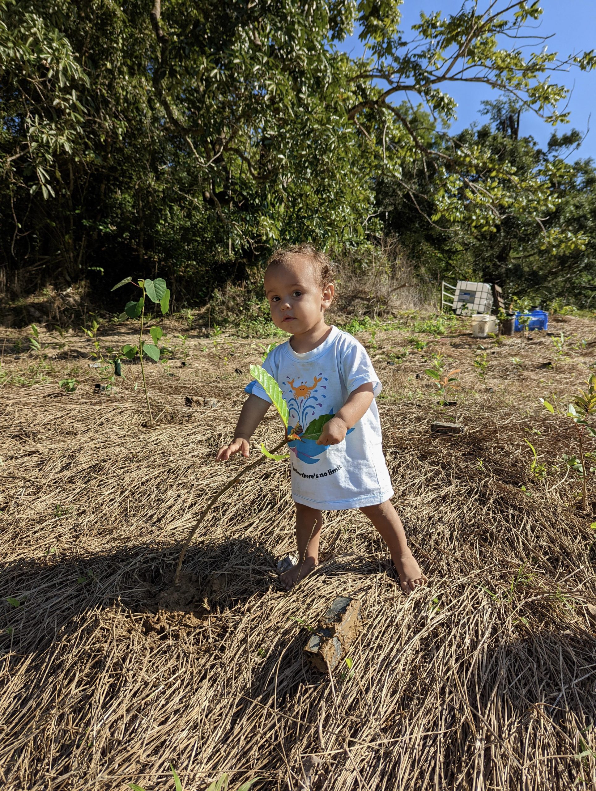Great kickoff at Community Tree Planting Day - Rainforest Rescue News