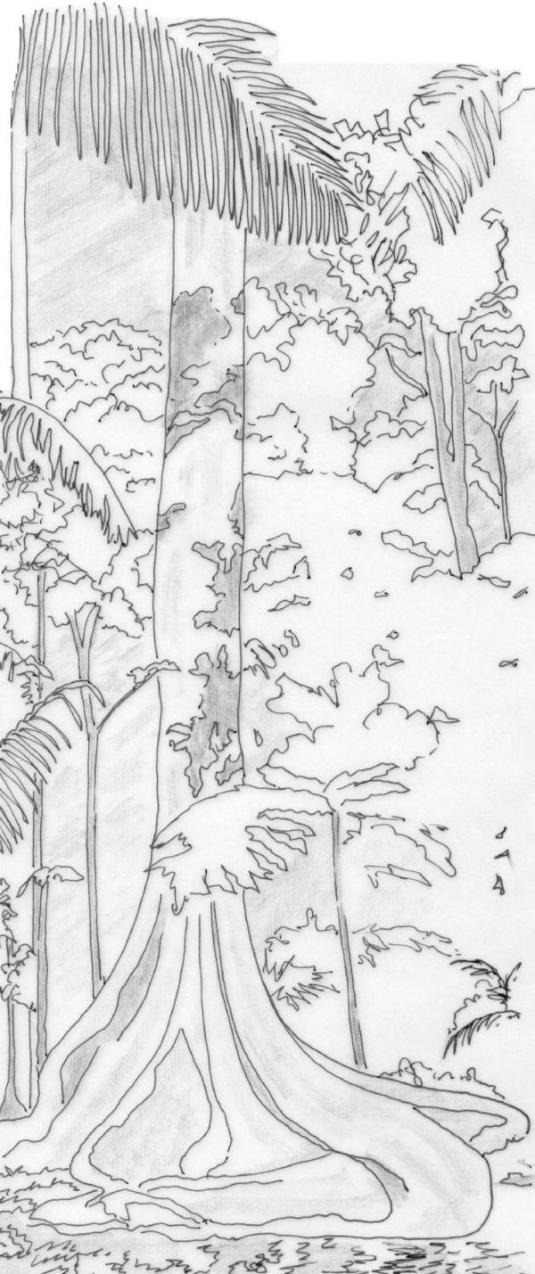 Bull Oak Story - Rainforest Rescue News