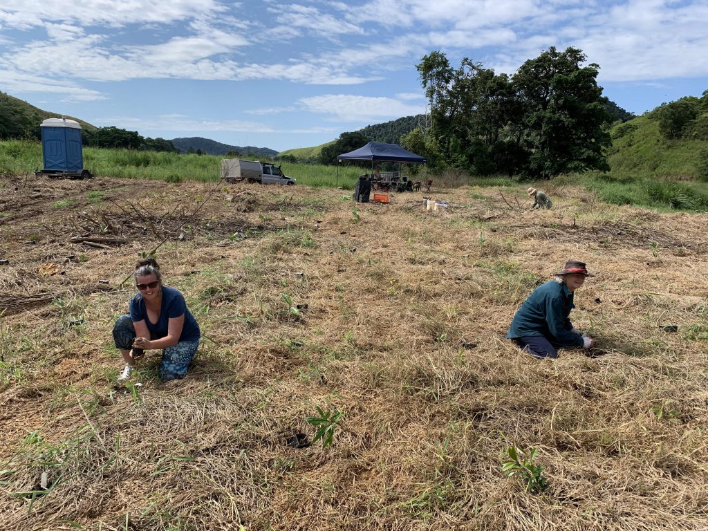October Community Tree Planting Day - Rainforest Rescue News