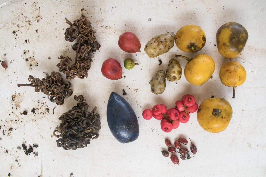 Seeds of Hope: Alliance for the Future of Forests - Rainforest Rescue