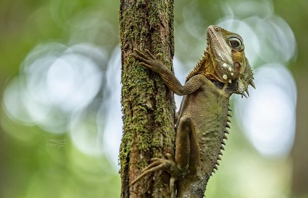 From Restoration to Abundance with Canon - Rainforest Rescue