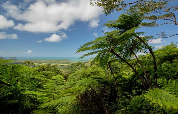 From Restoration to Abundance with Canon - Rainforest Rescue