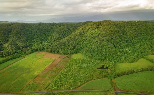 Reforesting the World - Rainforest Rescue News