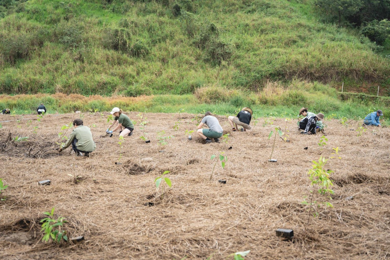 June Community Tree Planting Day - Rainforest Rescue News