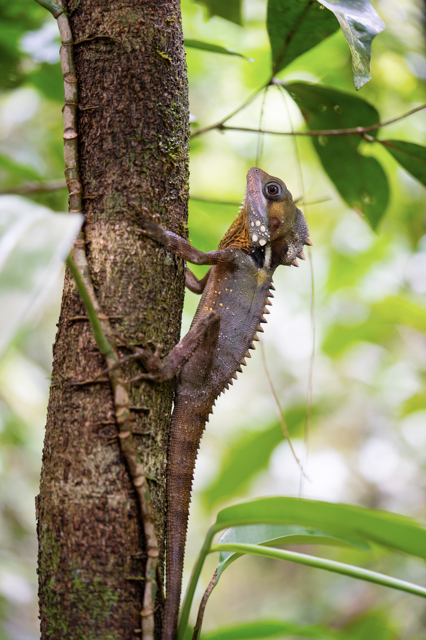 Critter Corner - Boyd's Forest Dragon - Rainforest Rescue News