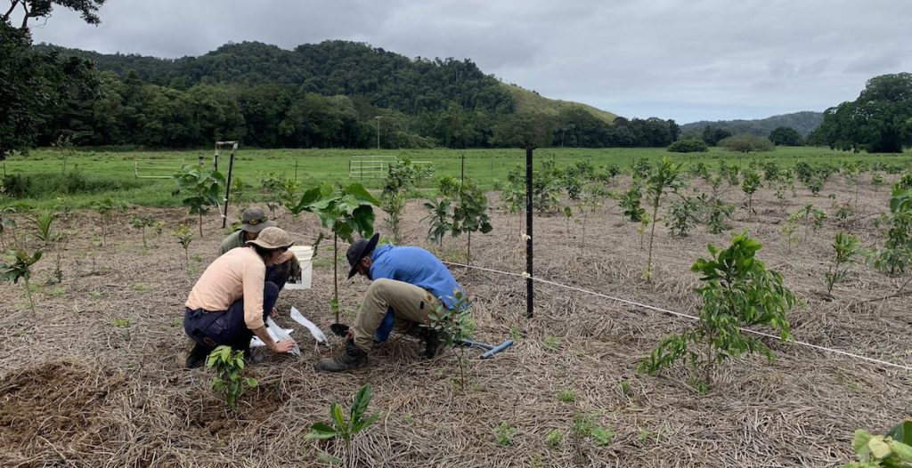 Unearthing the Mysteries of Soil Recovery - Rainforest Rescue