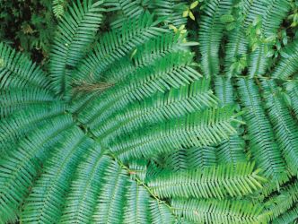 Forest Flora - King Fern - Rainforest Rescue News