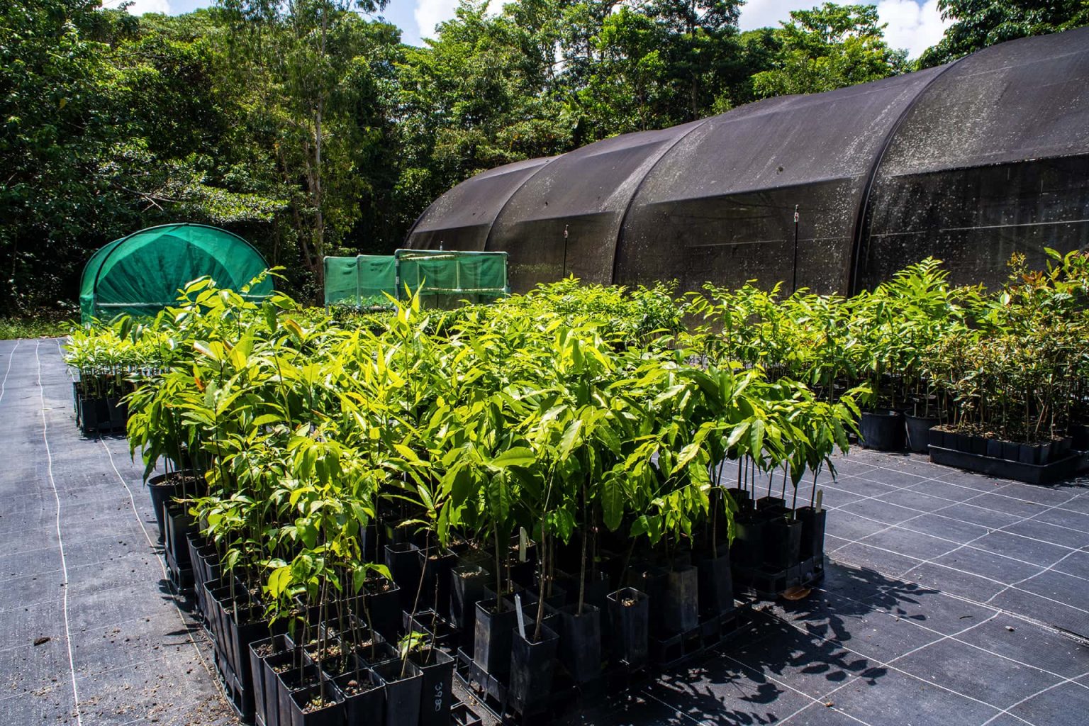 Media Release: ‘A gift for the rainforest’ - Daintree plant nursery at ...