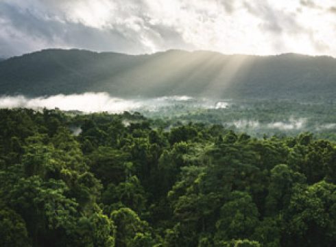 Rainforest Rescue - Together we can Protect Rainforests Forever