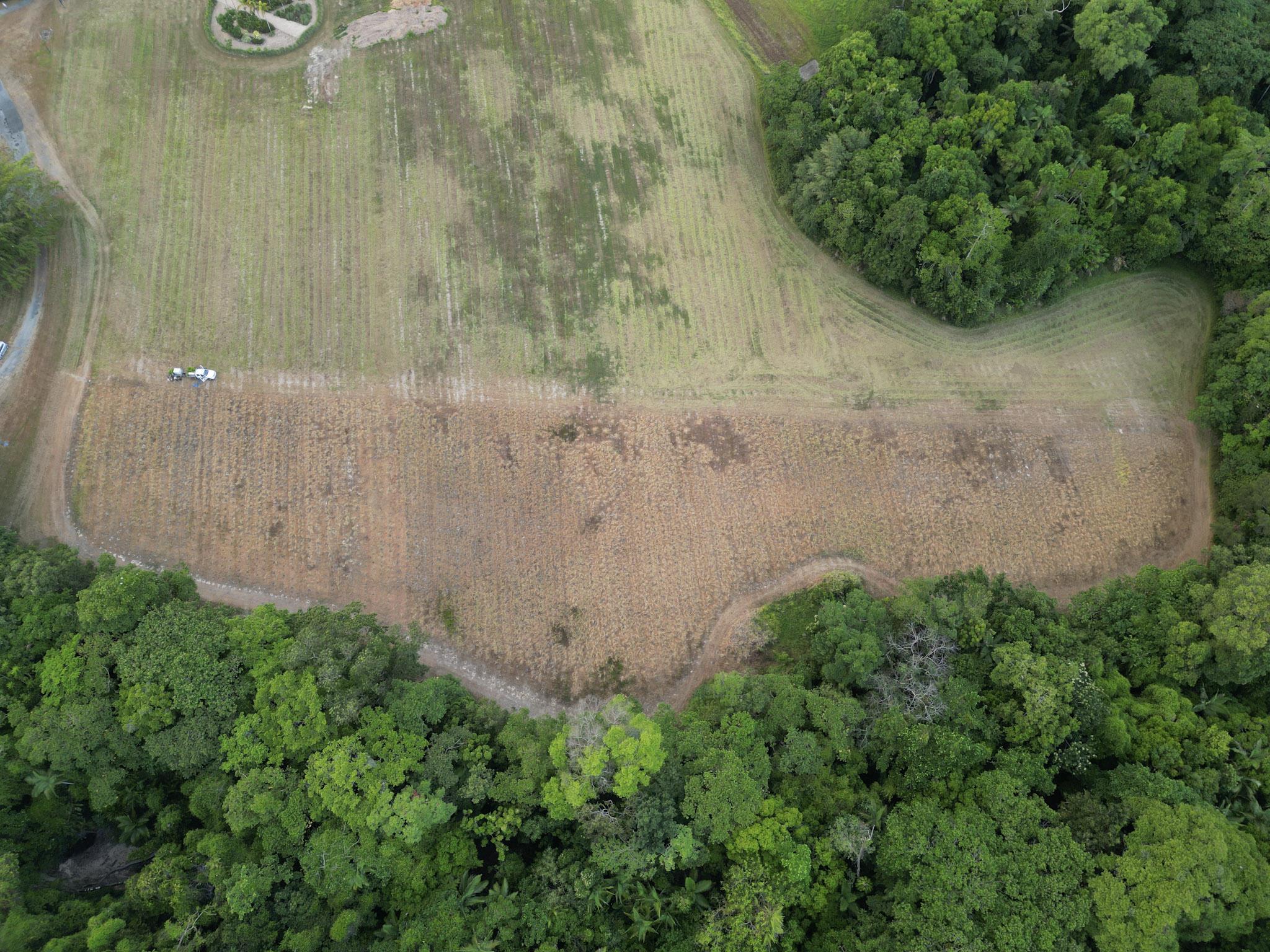 In The News: Building Momentum for Daintree Conservation - Rainforest ...