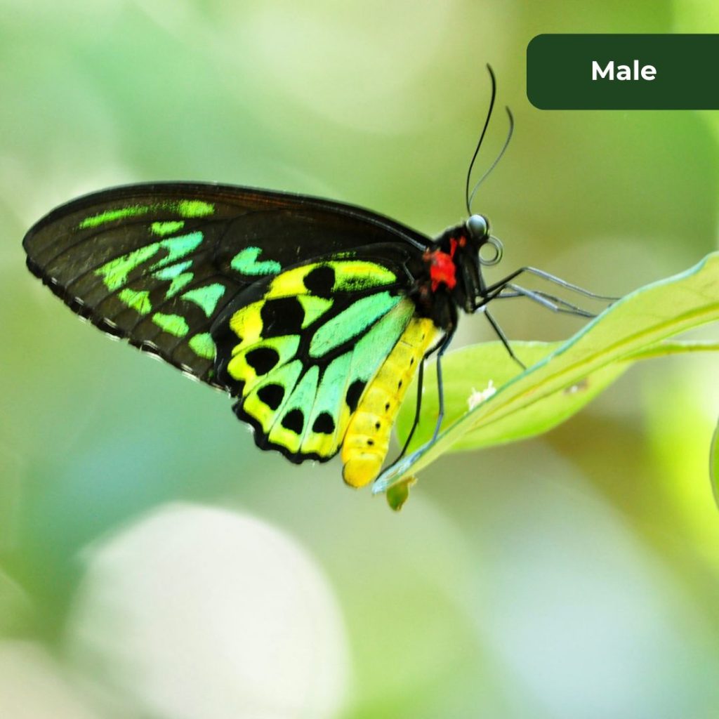 Cairns Birdwing (Ornithoptera euphorion) - Rainforest Rescue News