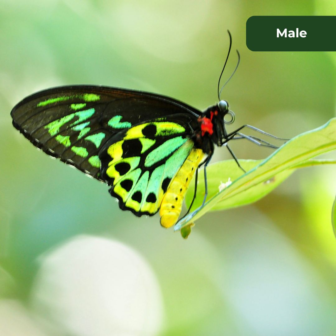 Cairns Birdwing (Ornithoptera euphorion) - Rainforest Rescue News