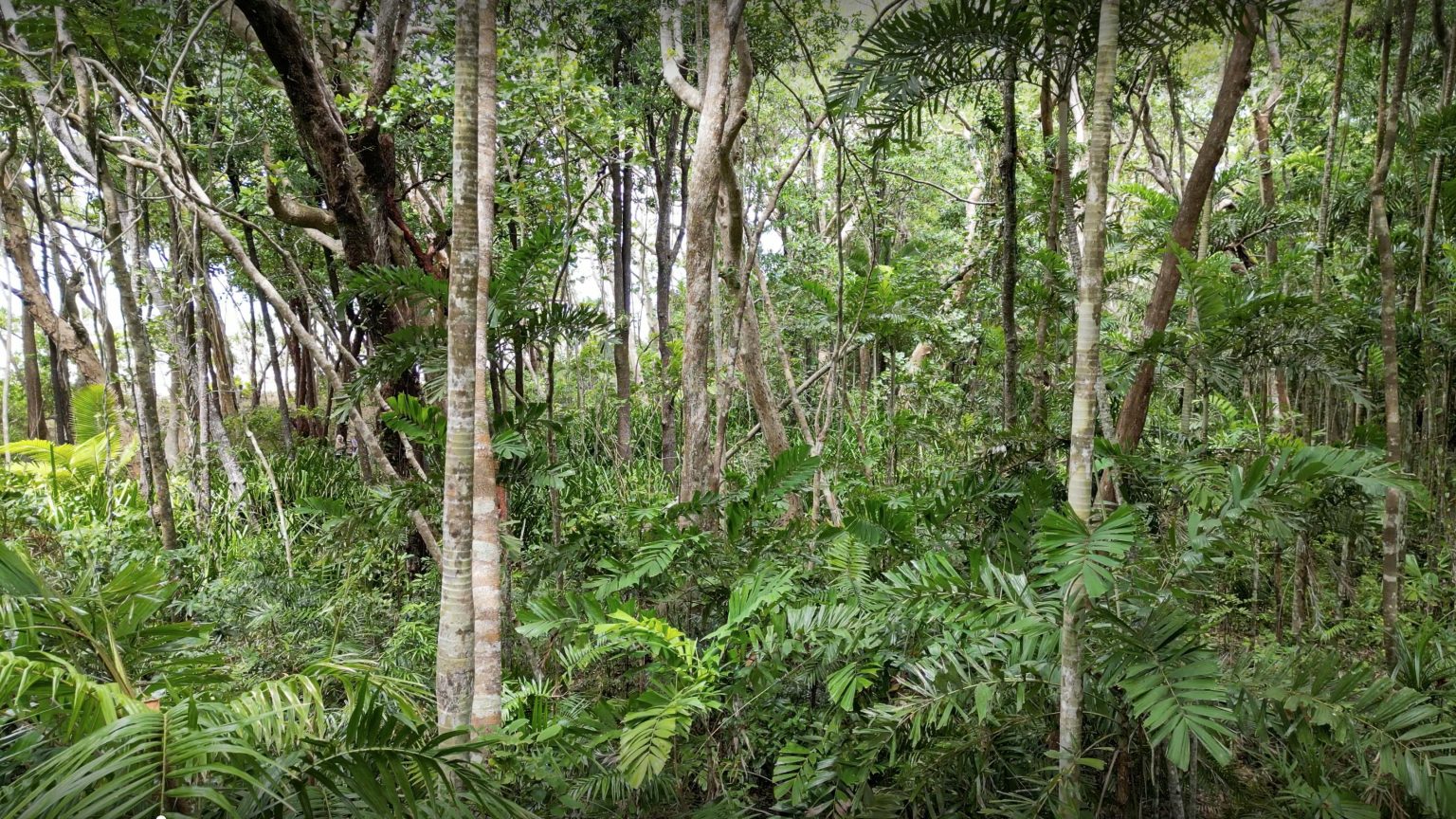 In The News: Building Momentum for Daintree Conservation - Rainforest ...