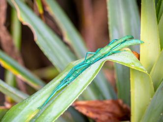 Critter Corner - Peppermint Stick Insect - Rainforest Rescue News