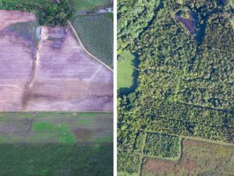 NightWings takes action to restore and protect the Daintree Rainforest ...