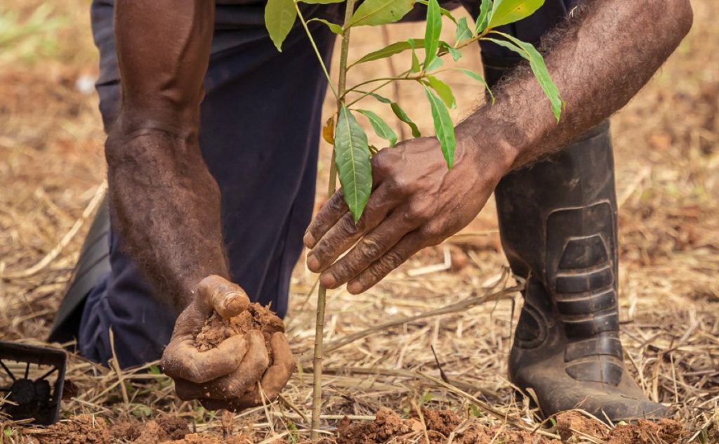 Communities Unite For Global Tree Planting Initiatives - Rainforest Rescue
