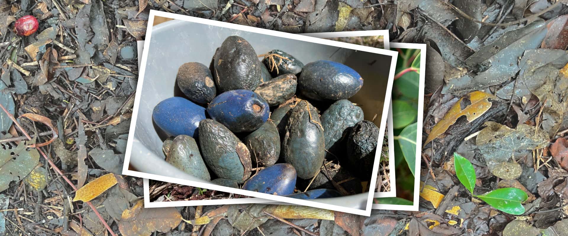 Join Us for a Significant Seeds 'Smoko' - Rainforest Rescue