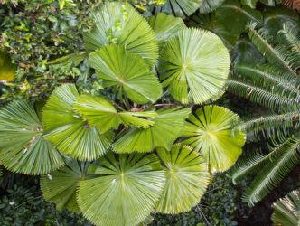 Forest Flora - Fan Palms (Licuala Ramsayi) - Rainforest Rescue News