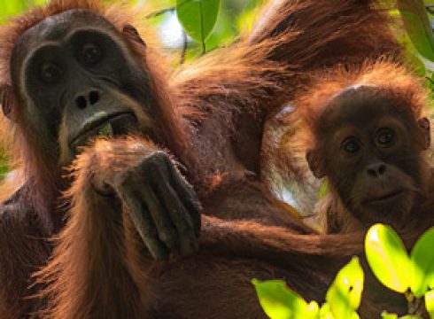 Rainforest Rescue - Together we can Protect Rainforests Forever