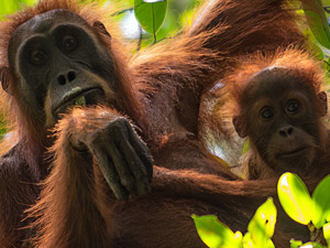Revisiting Rainforest Rescue’s International Impact - Rainforest Rescue
