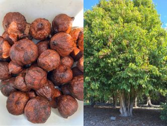 Protecting the Endangered Syzygium Glenum - Rainforest Rescue