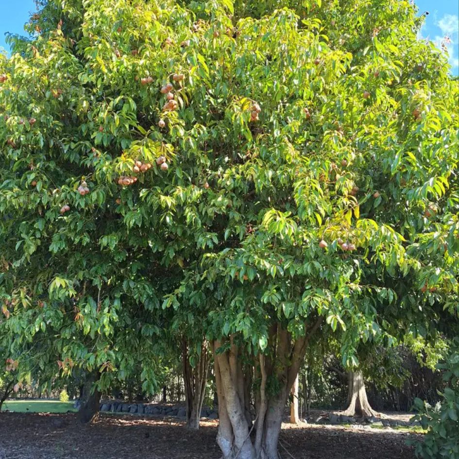 Protecting the Endangered Syzygium Glenum - Rainforest Rescue