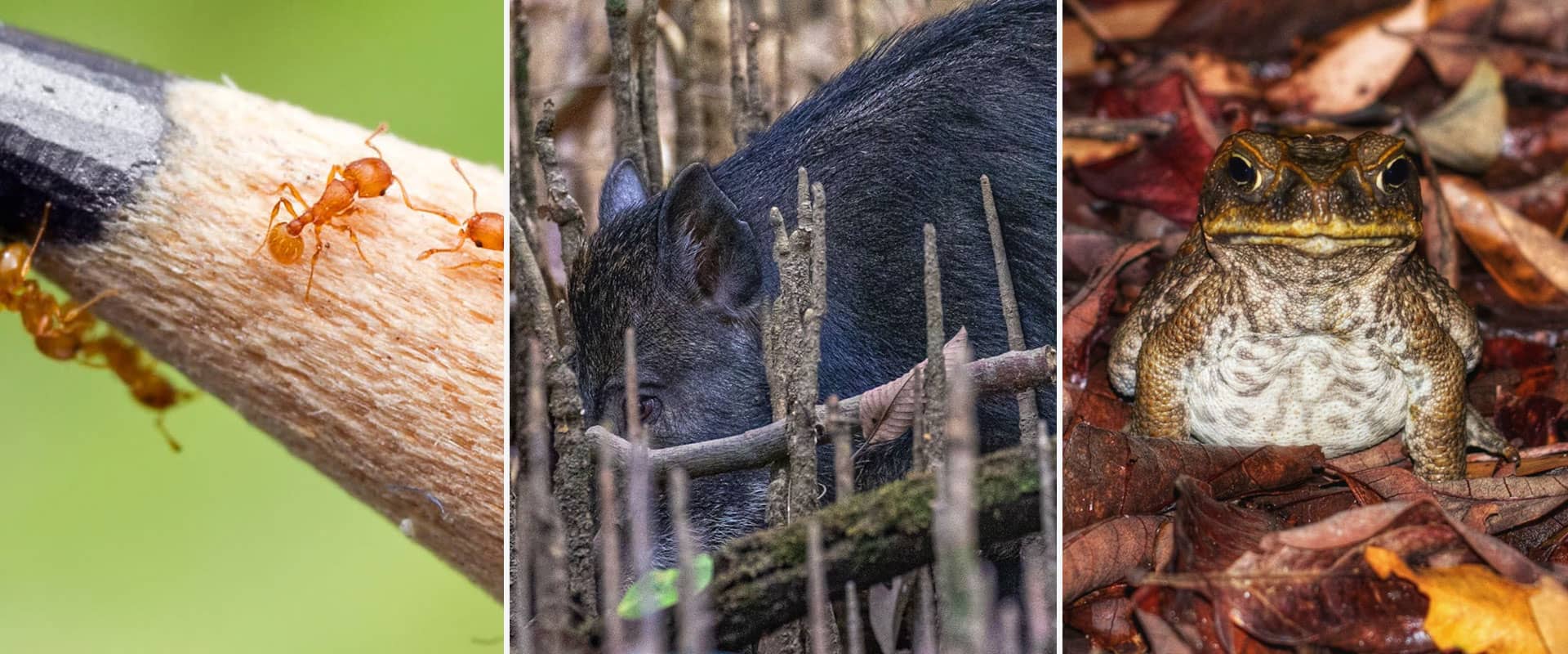 Pests in Paradise – tackling invasive species in the Daintree ...