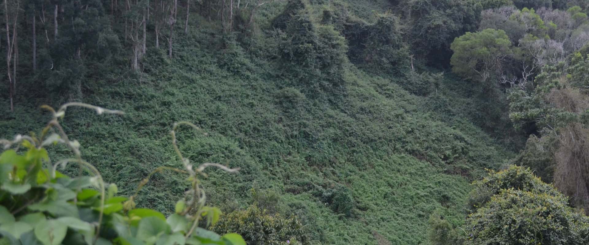 Pests in Paradise – tackling invasive species in the Daintree ...