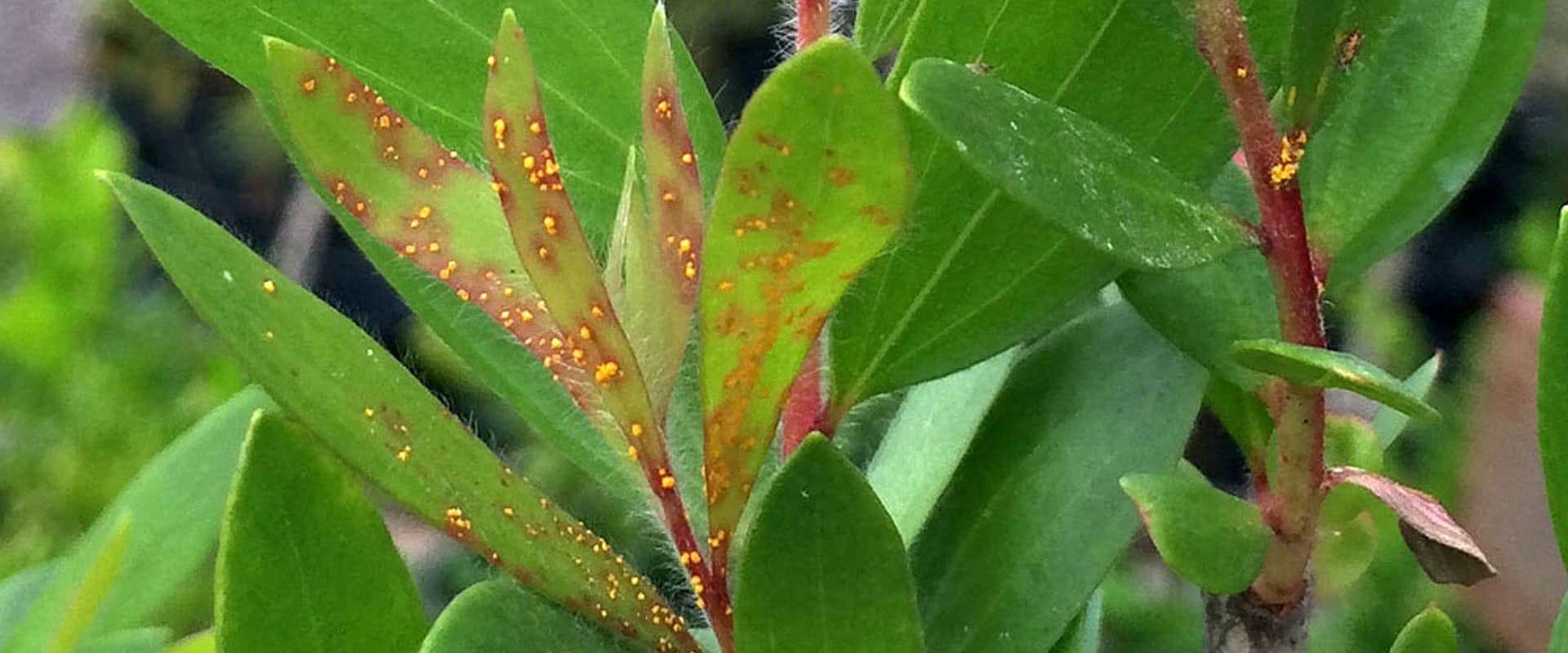 Pests in Paradise – tackling invasive species in the Daintree ...