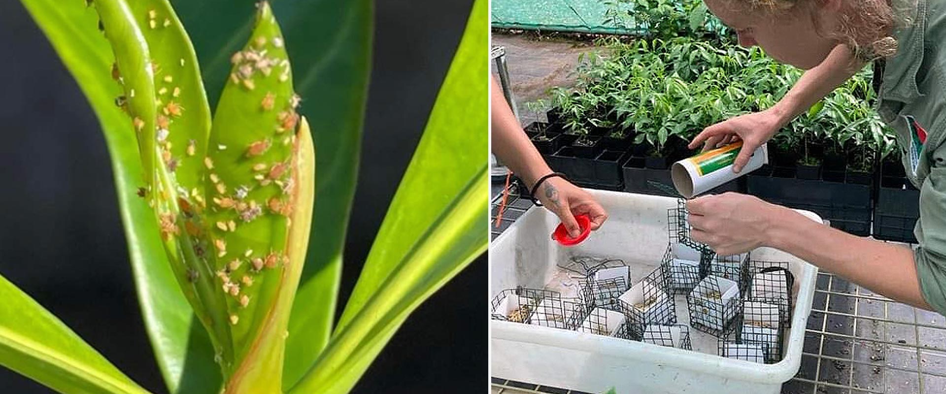 Pioneering sustainable pest control in the Daintree - Rainforest Rescue